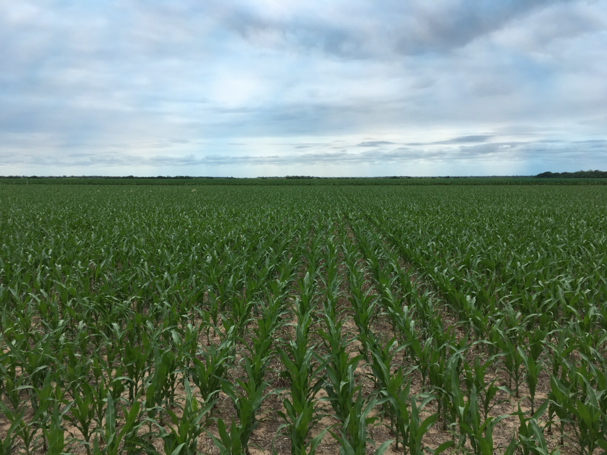 Biological Nitrogen Fixation in Cereals – AgriThority®